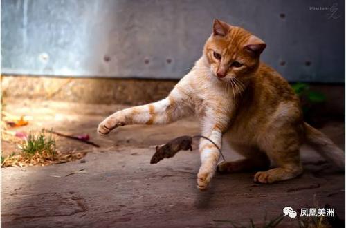 猫抓视频图标
