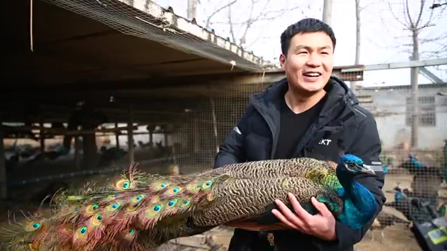 主播孔雀开屏图标