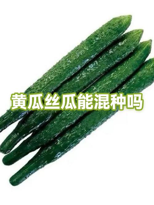 黄瓜丝瓜醒头提头肥