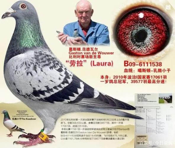 50个亿一个鸽子截图