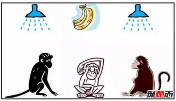 猴子定律寓意截图