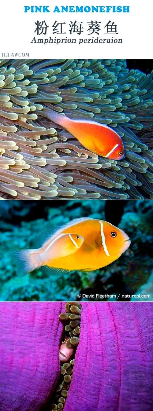 海鱼小鱼图标