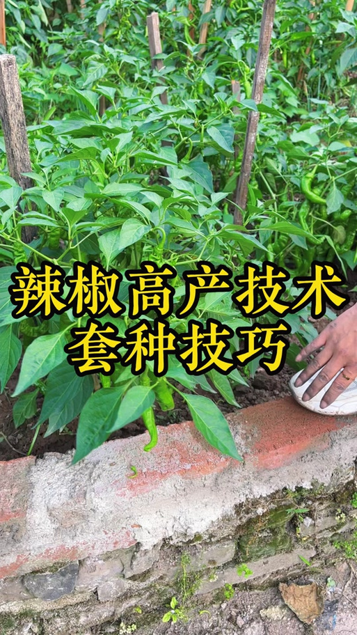 辣椒套种什么最合适图标