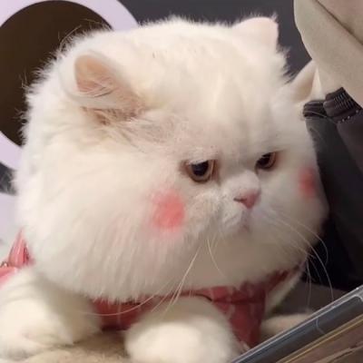 球球小猫咪寻宝的视频图标