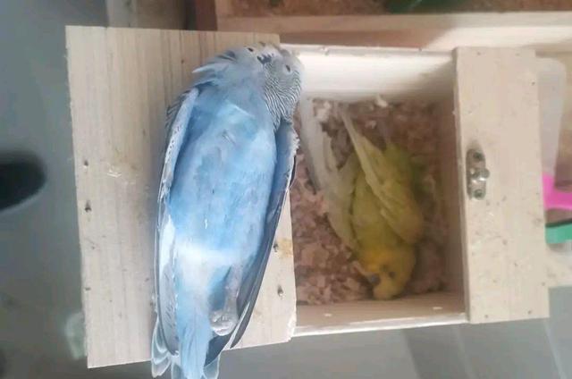 虎皮鹦鹉饿死的前兆图标
