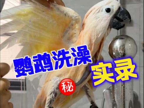鹦鹉的一些可爱的小秘密