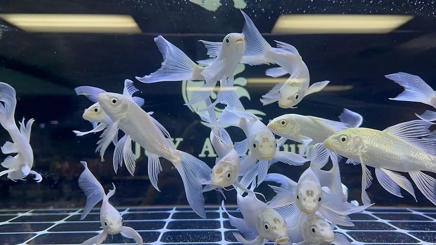为什么有的锦鲤尾巴长有的尾巴短图标