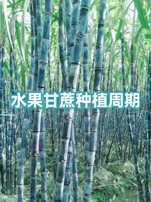 水果甘蔗种植与管理视频