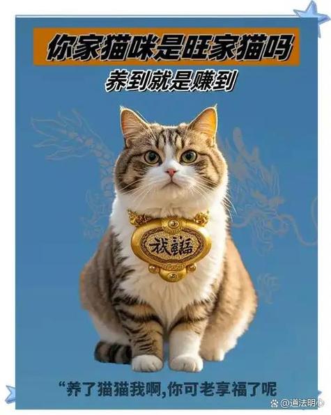猫在易经中寓意什么