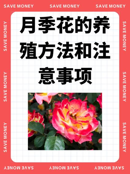月季花的功效作用