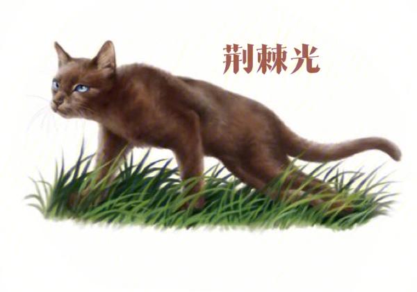 猫武士全集免费观看图标
