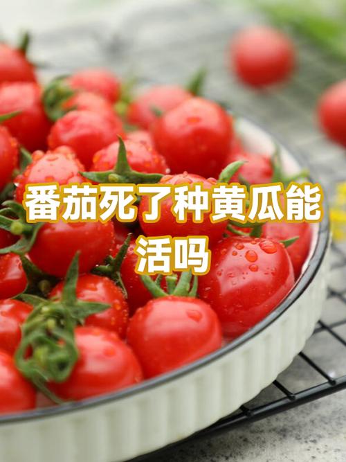 番茄突然无声了怎么恢复图标