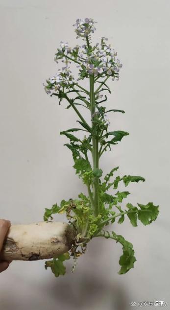 萝卜开花截图