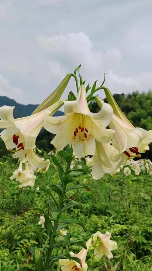 百合科植物的主要特征图标