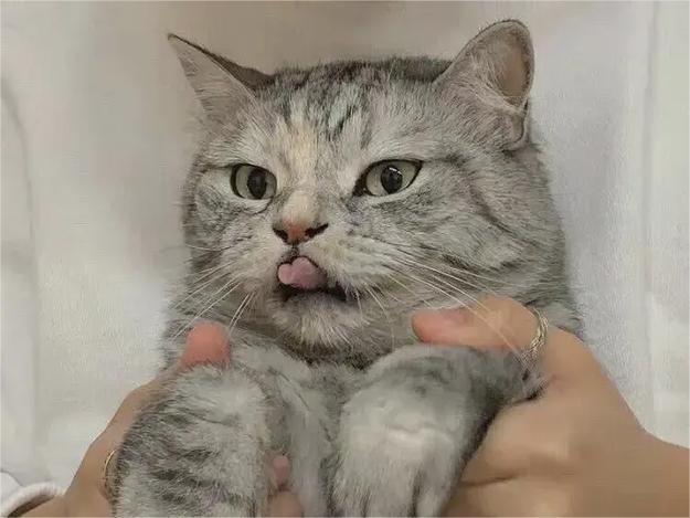 猫吃鱼为什么不怕刺图标