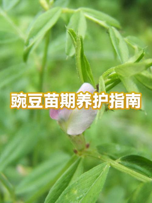 豌豆尖喜阴还是喜阳截图