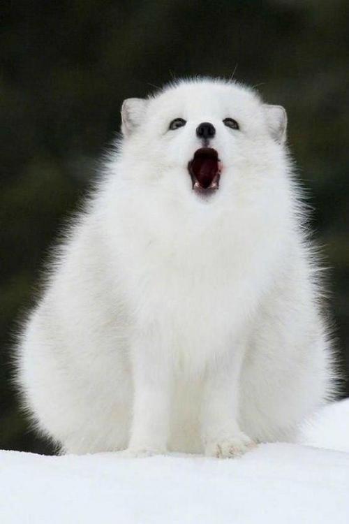 雪狐狸图标