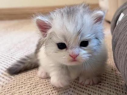 小奶猫图标