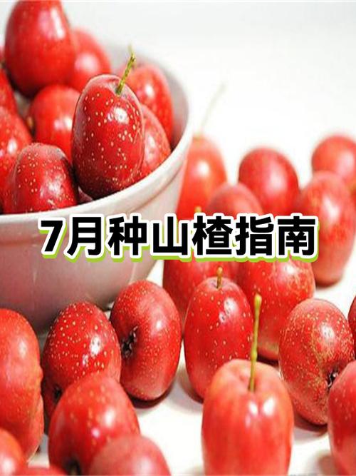 糖人能吃无糖山楂圈吗图标