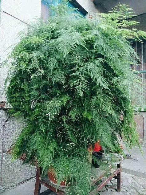 文竹盆景图片图标