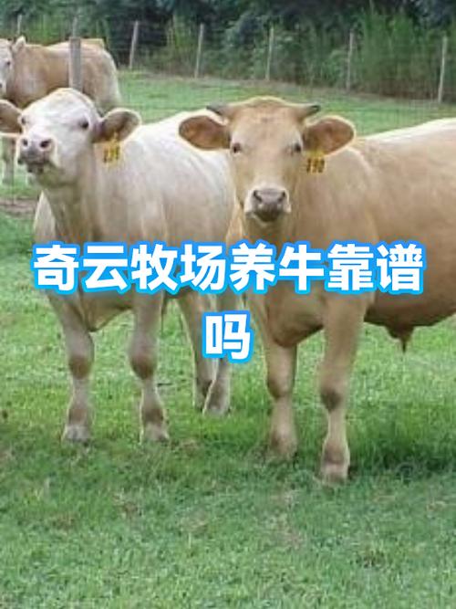 奇云牧场养牛赚钱图标