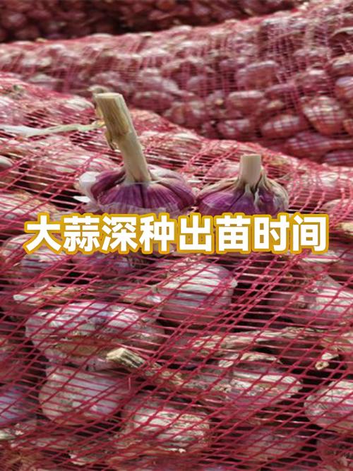 大蒜种深了能长大头吗图标