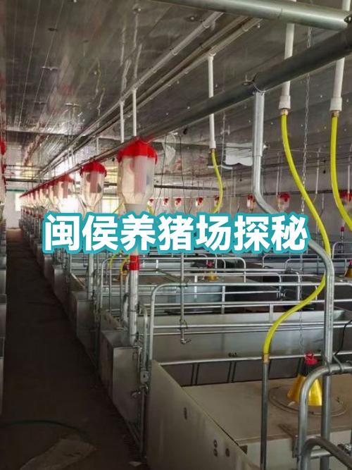 福州养猪场地址电话号码截图