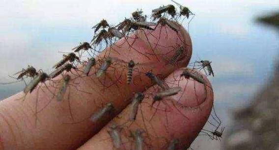 蚊子是什么样子的图标