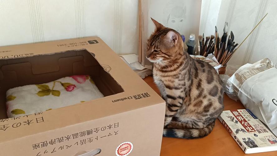 用纸箱子做猫窝图标