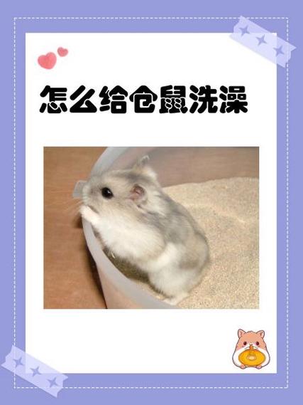 怎么给仓鼠洗澡?图标