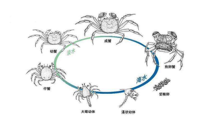 螃蟹的本领和特点图标