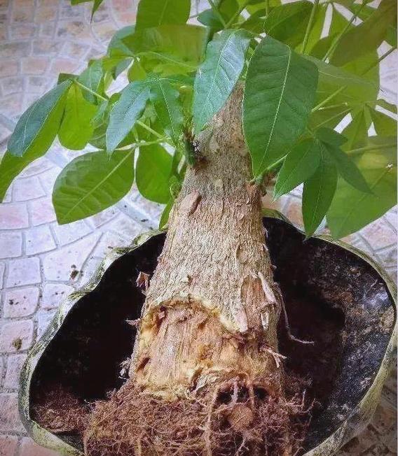 发财树烂根处理视频图标