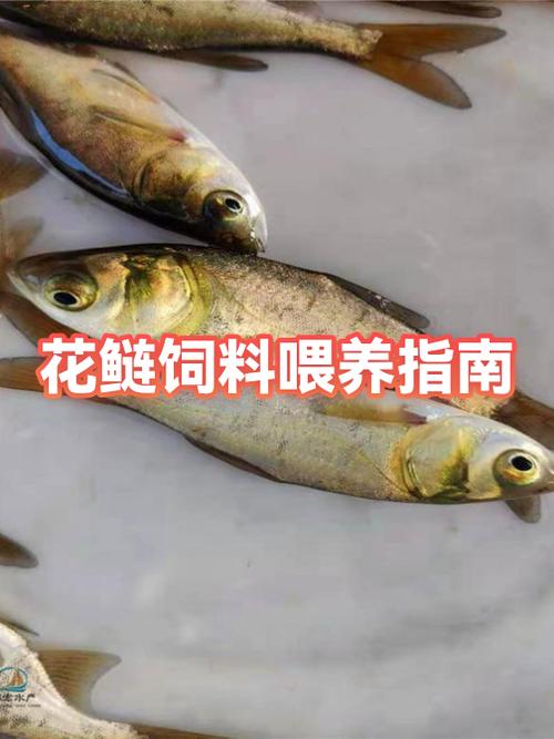 花鲢鱼用什么喂养图标