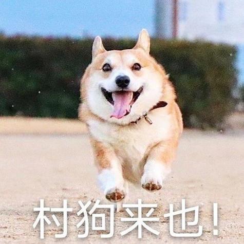 天天领鸡蛋怎么养狗图标