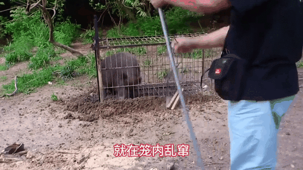 电击野猪视频大全图标