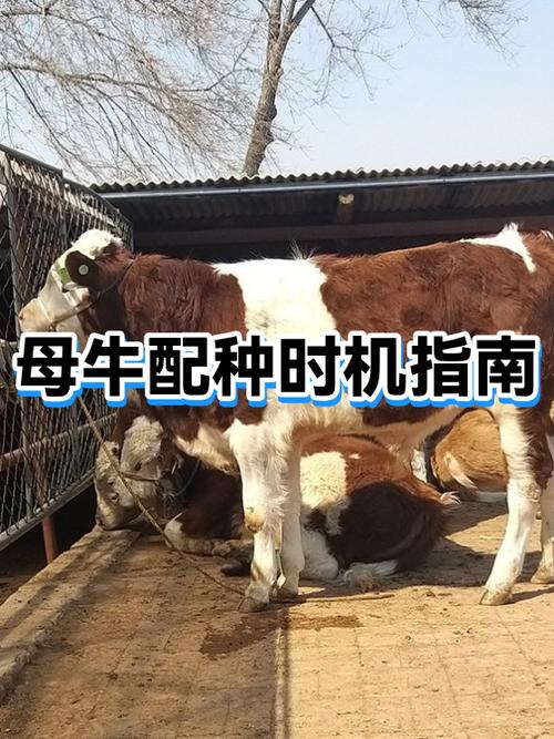 2020年1月13号生孩子好不好图标