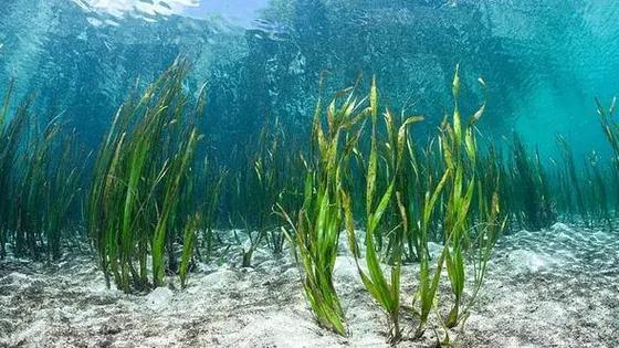 海草阅读图标
