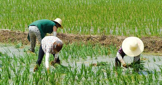 农民伯伯在地里种禾苗图标