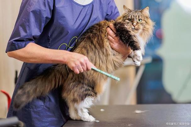 家里猫毛到处飞怎么办图标