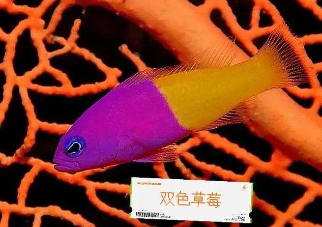 鱼可以和草莓一起吃吗图标