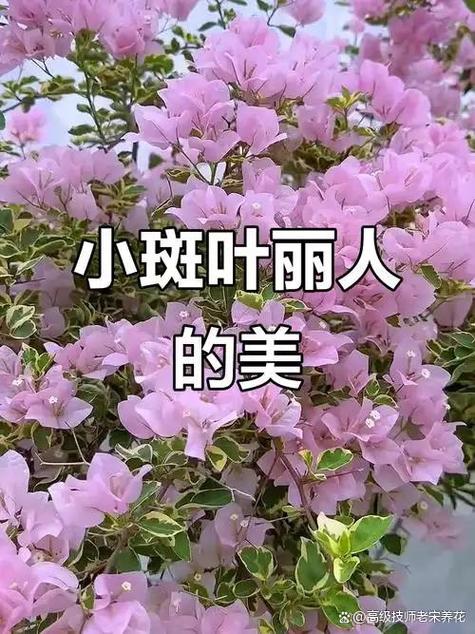 三角梅飞鸟勤花吗