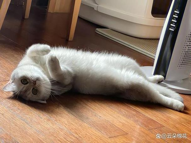猫咪一直翻滚叫图标