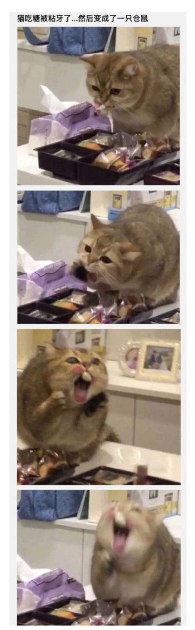 猫吃糖的后果图标