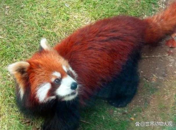 熊猫精灵的繁殖能力图标