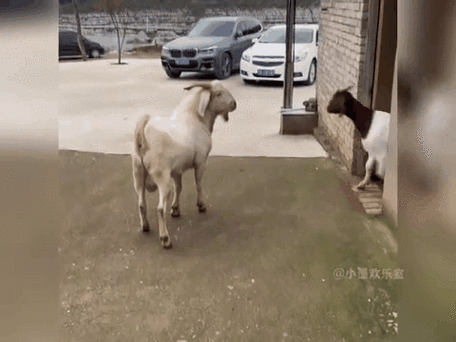 人羊的意思是什么图标