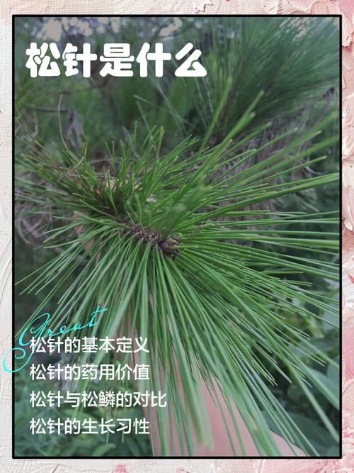 藏松针的功效和作用