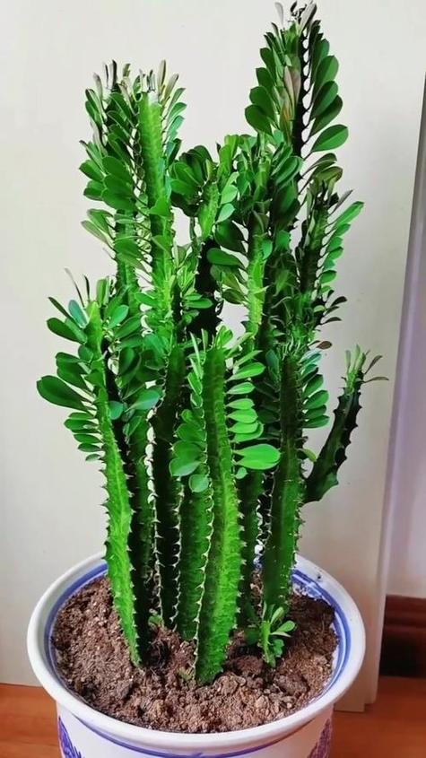 龙骨花的养殖方法和注意事项图标