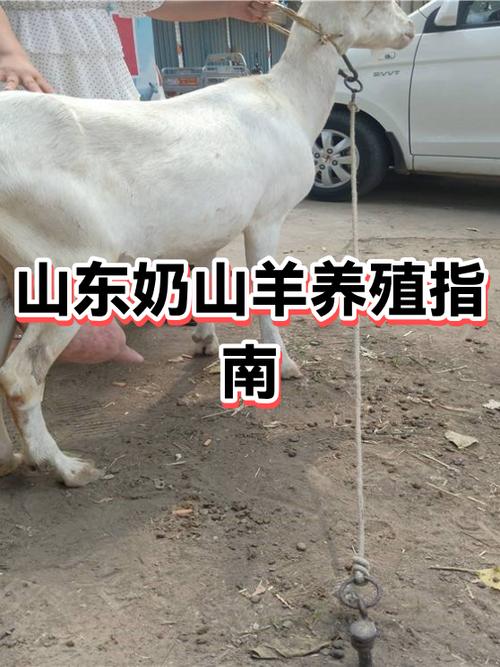 如何养奶山羊图标