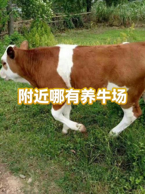 附近哪儿有养牛场图标