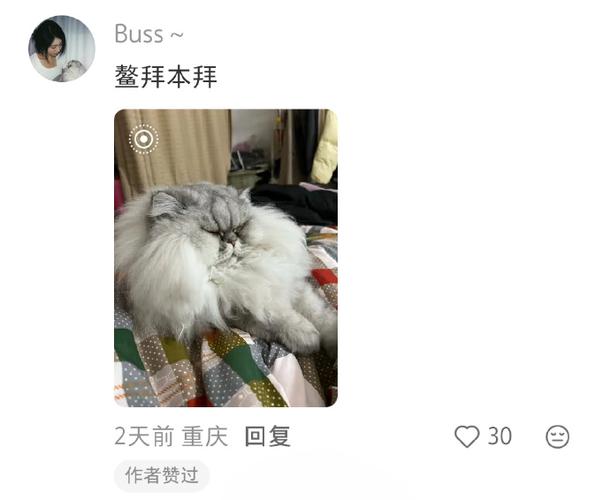 猫咪养成记根本得不到分红猫截图